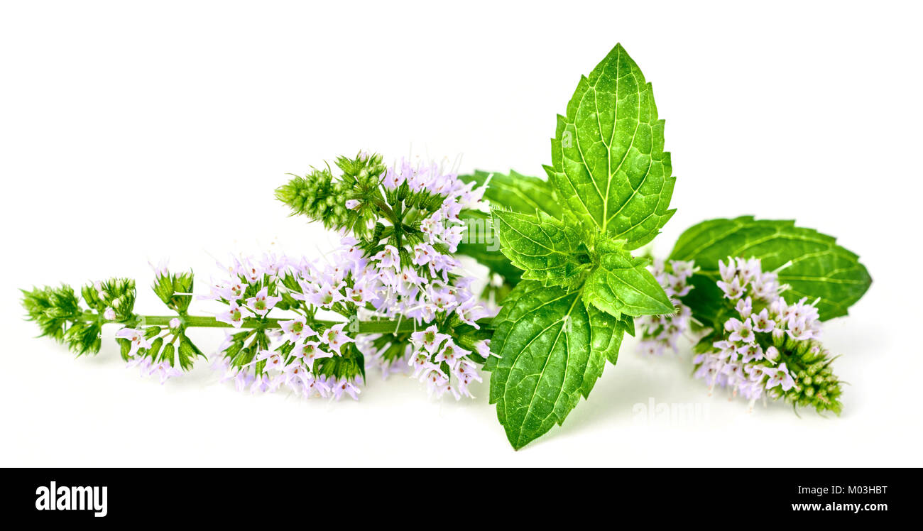 fresh peppermint flower and leaves isolated on white Stock Photo - Alamy