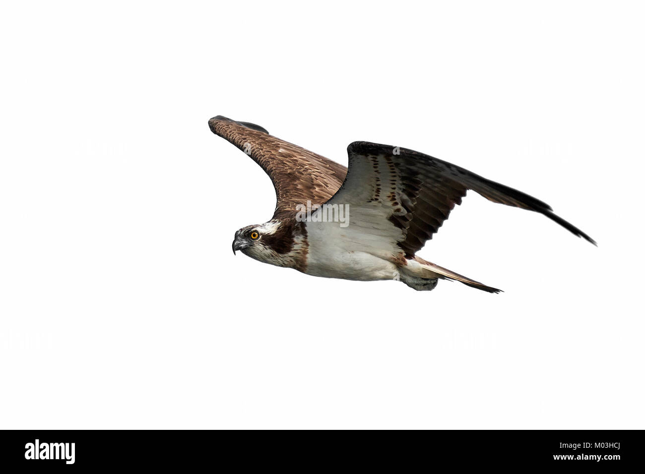 Osprey in flight isolated on a white background Stock Photo - Alamy