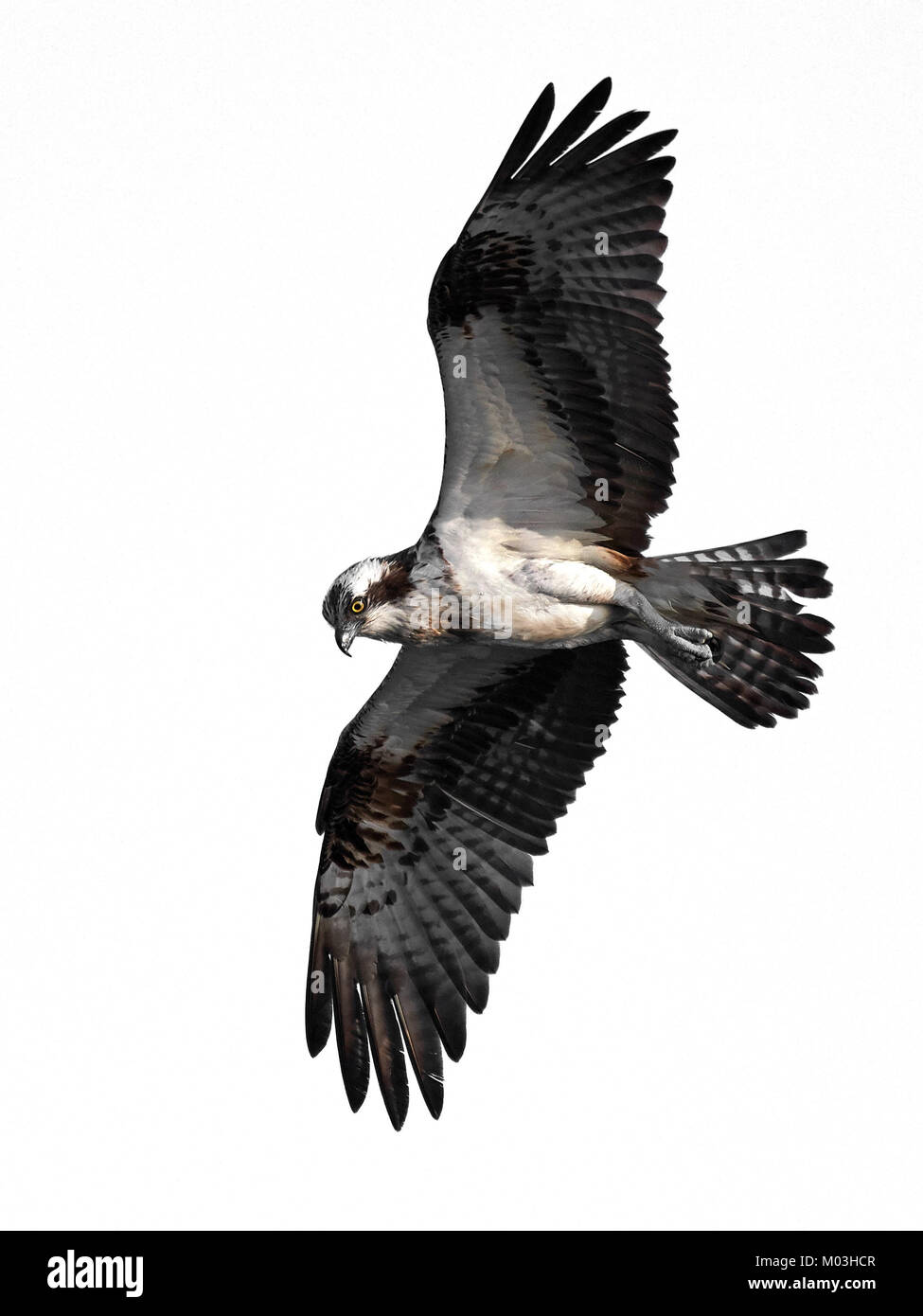 Osprey in flight isolated on a white background Stock Photo - Alamy