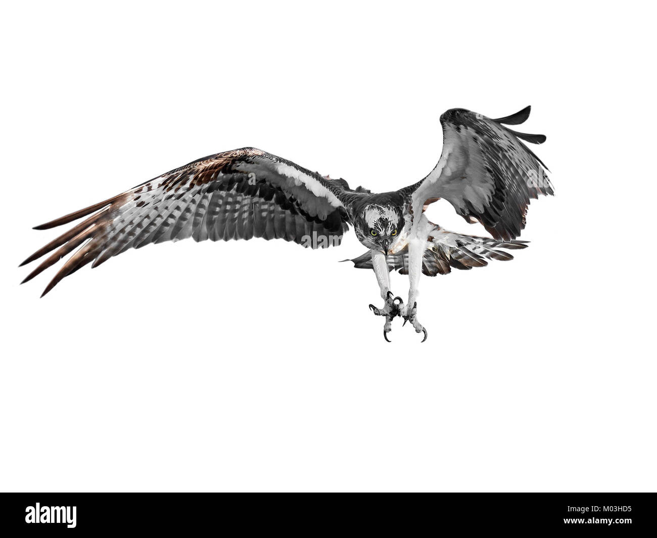 Osprey in flight isolated on a white background Stock Photo - Alamy