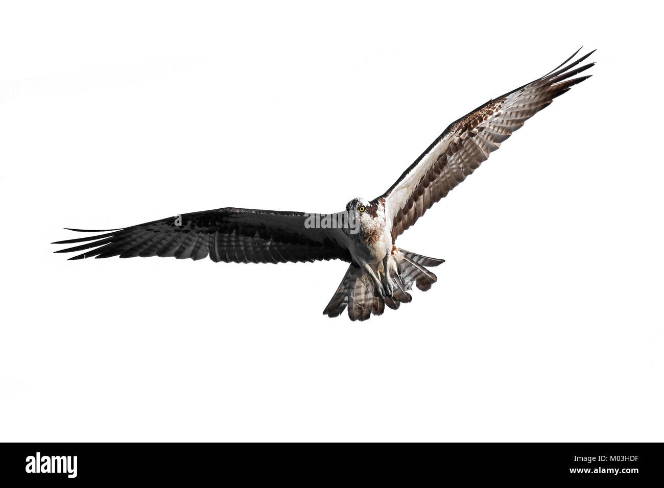 Osprey in flight isolated on a white background Stock Photo - Alamy