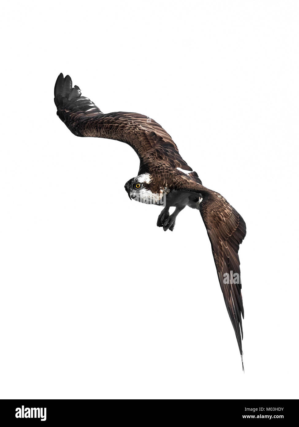 Osprey in flight isolated on a white background Stock Photo - Alamy