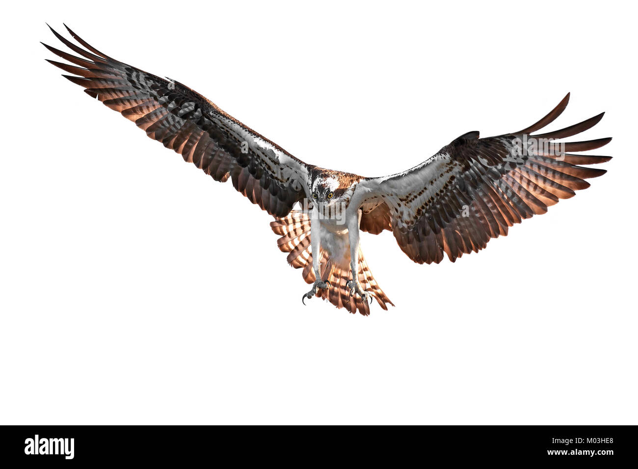 Osprey in flight isolated on a white background Stock Photo - Alamy