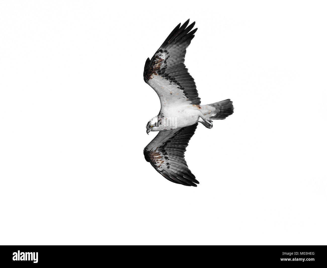 Osprey in flight isolated on a white background Stock Photo - Alamy
