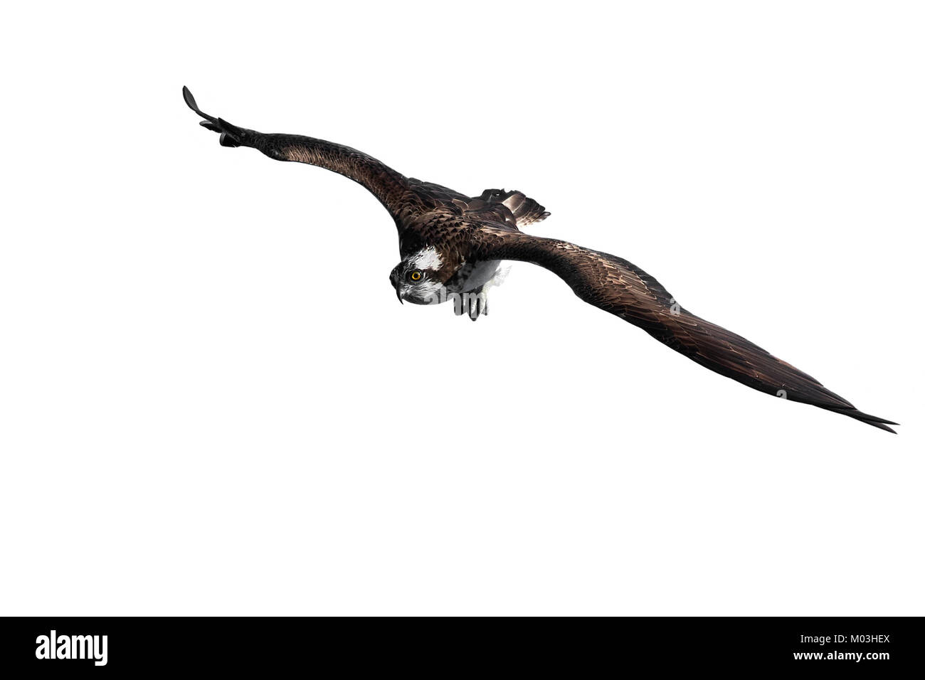 Osprey in flight isolated on a white background Stock Photo - Alamy