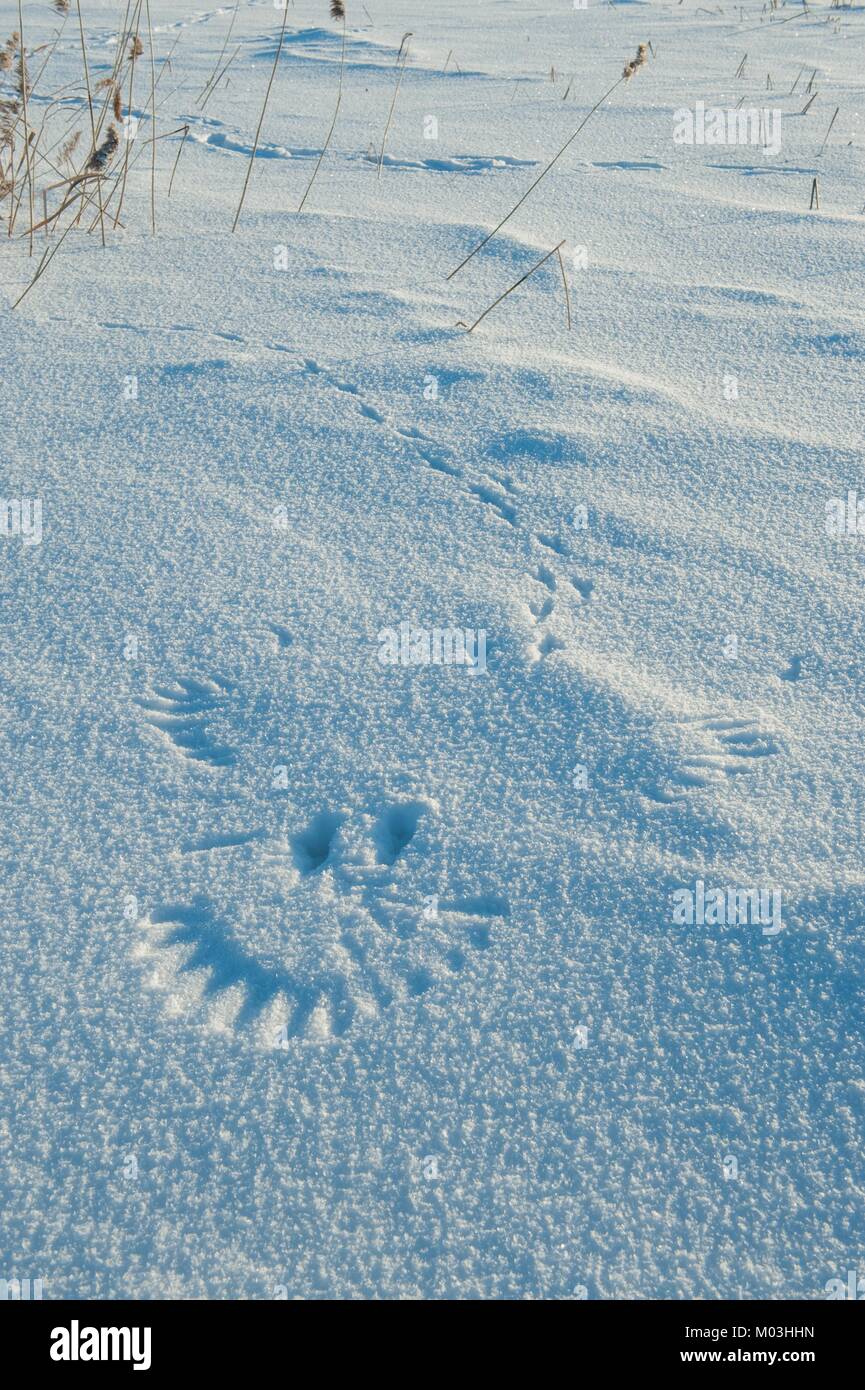 A portrait of smile of ghost on the snow Stock Photo - Alamy