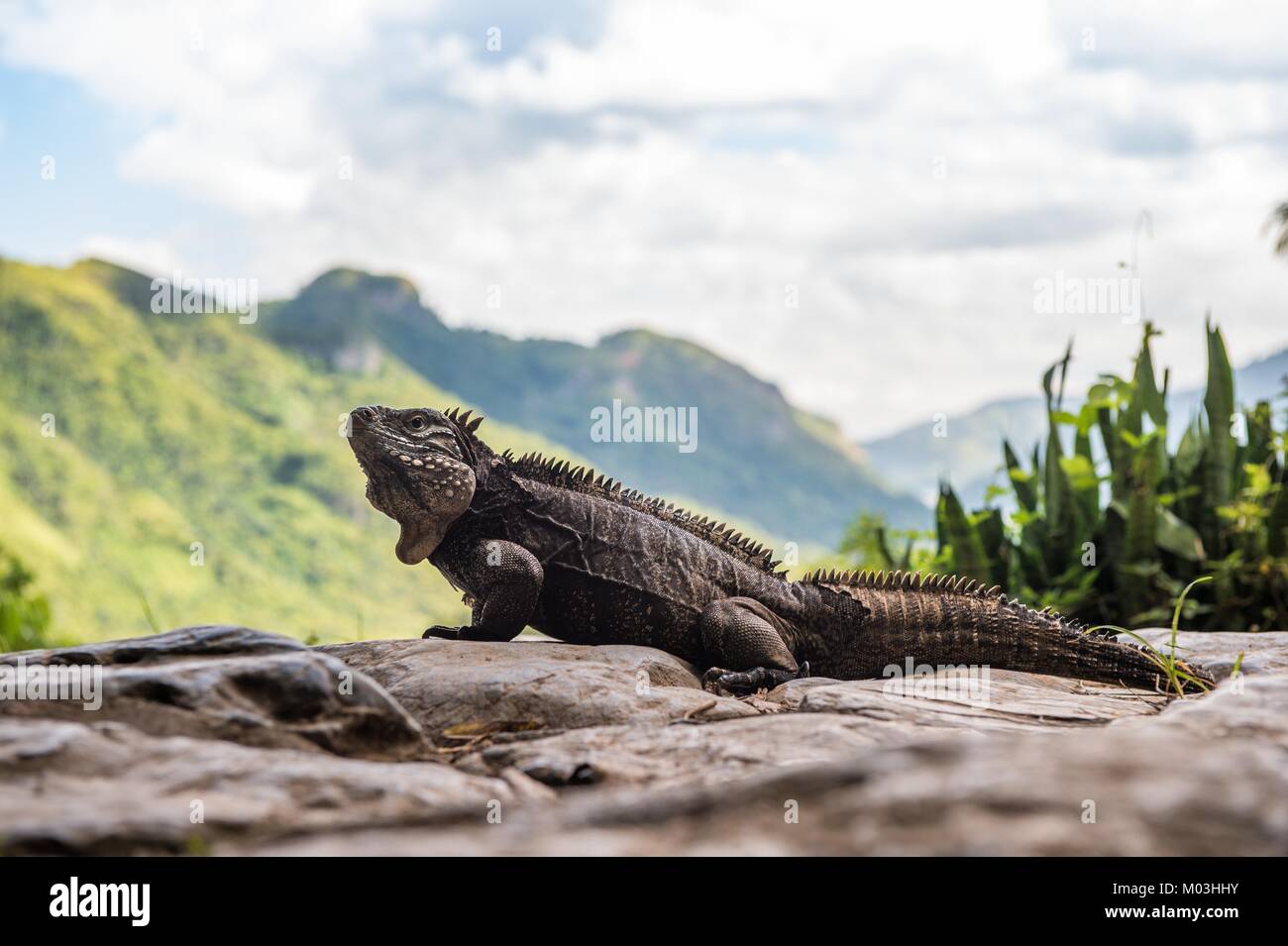 Iguana in the mountain. Cuban rock iguana (Cyclura nubila), also known ...