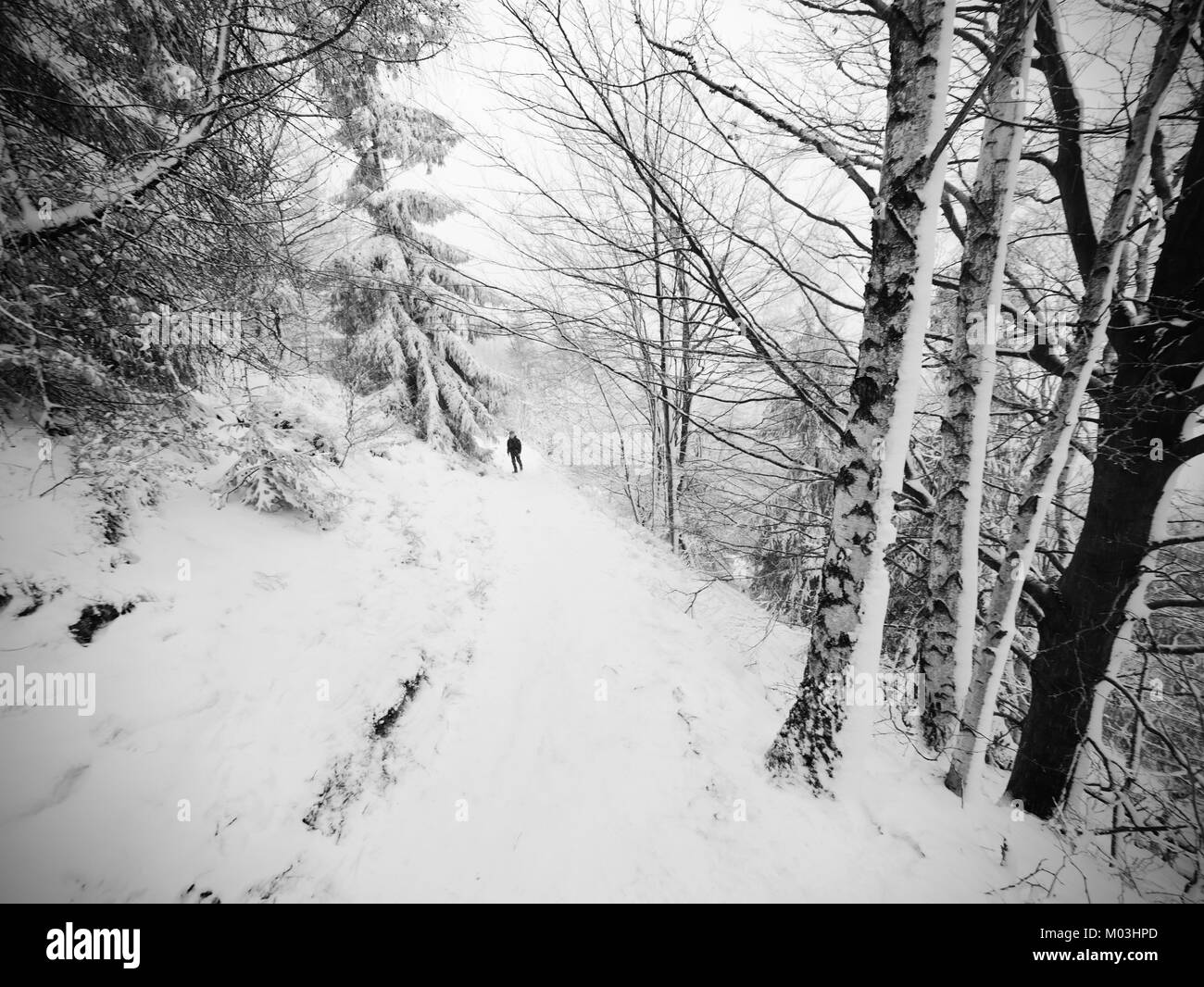 Winter forest while snowing. Snowy trees in dark and misty winter park ...