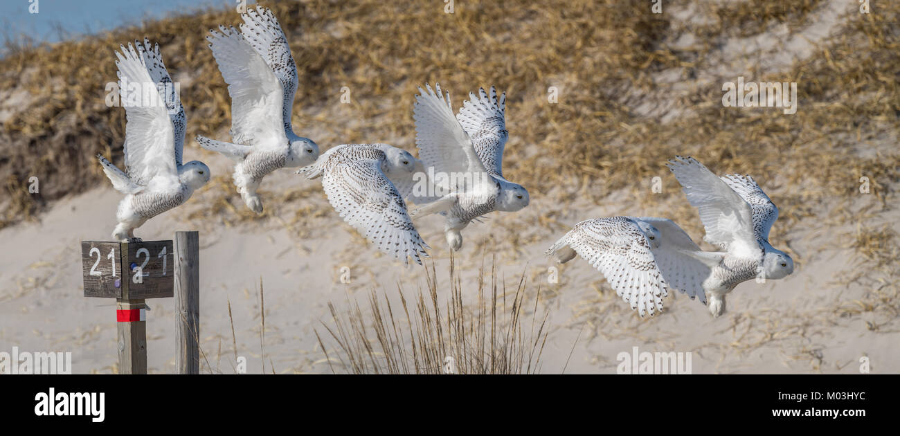 Snowy Owl at the Beach Stock Photo - Alamy