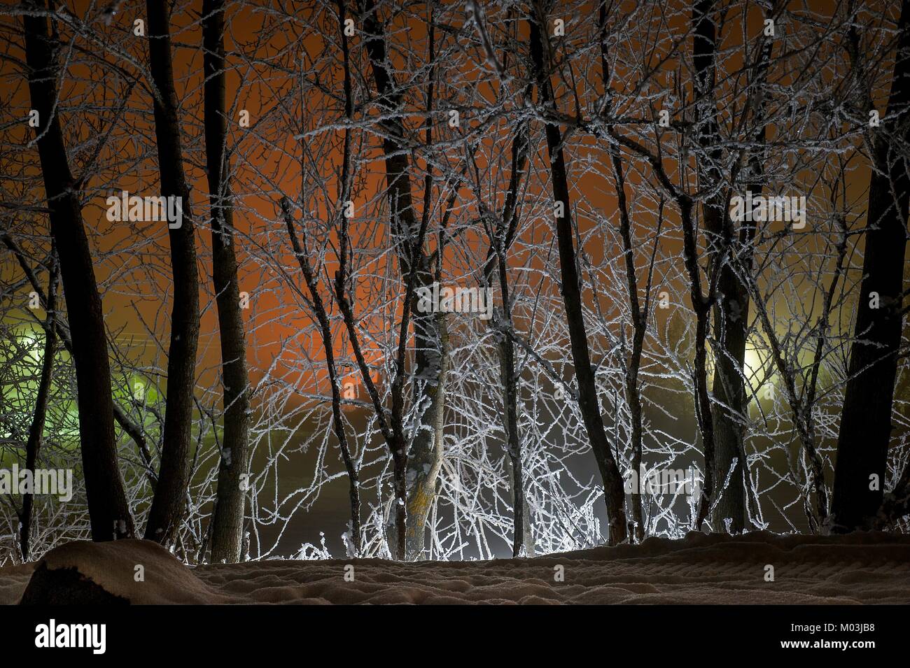 Silhouettes of trunks of trees at night in the mixed lighting. Winter ...