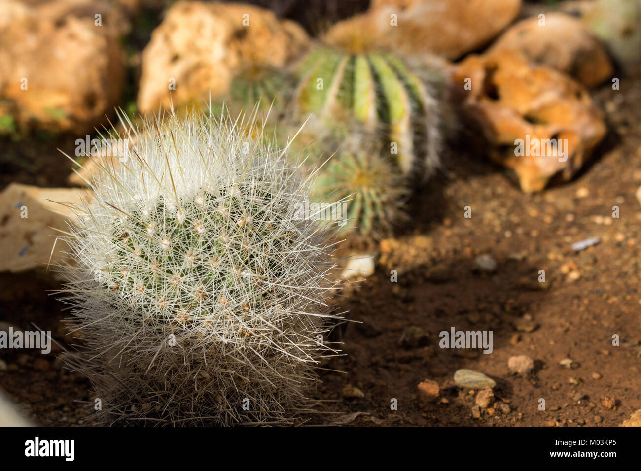 Cactus planted in the ground, close up shot Stock Photo - Alamy
