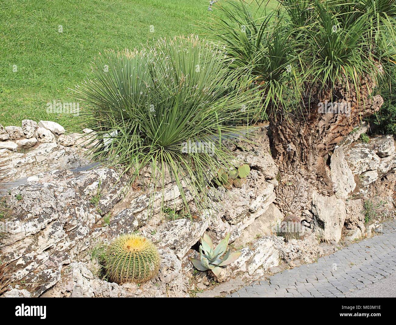 Cacti and plants on a wall in Vatican Gardens in Rome Stock Photo - Alamy