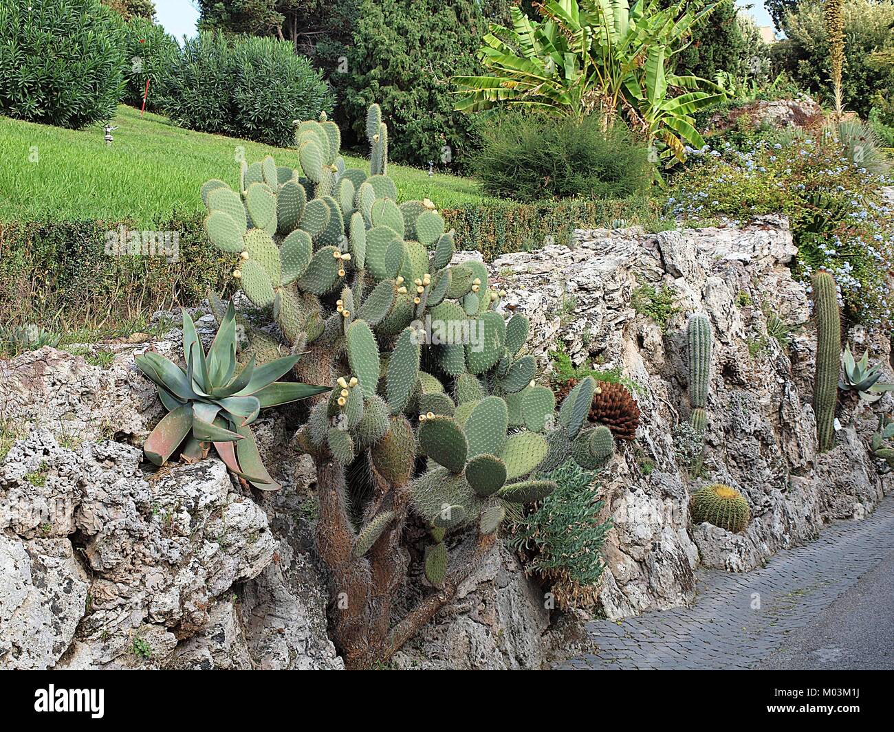 Cacti and plants on a wall in Vatican Gardens in Rome Stock Photo - Alamy