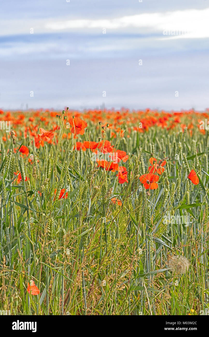 Self seeded poppy hi-res stock photography and images - Alamy