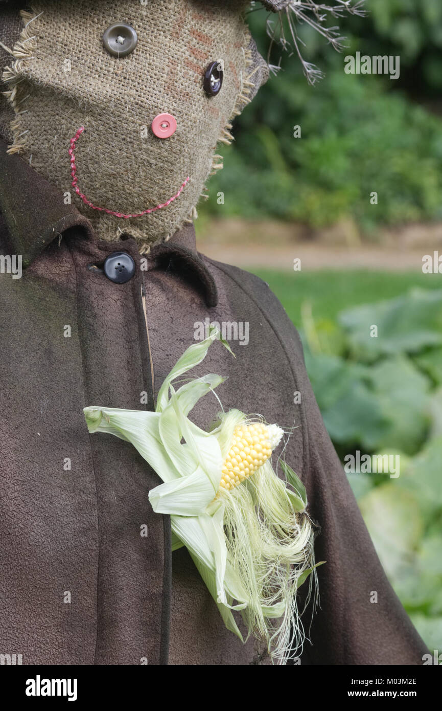 Scarecrow stealing sweetcorn hi-res stock photography and images - Alamy