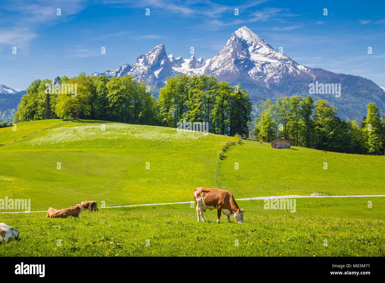 Austrian cows hi-res stock photography and images - Alamy