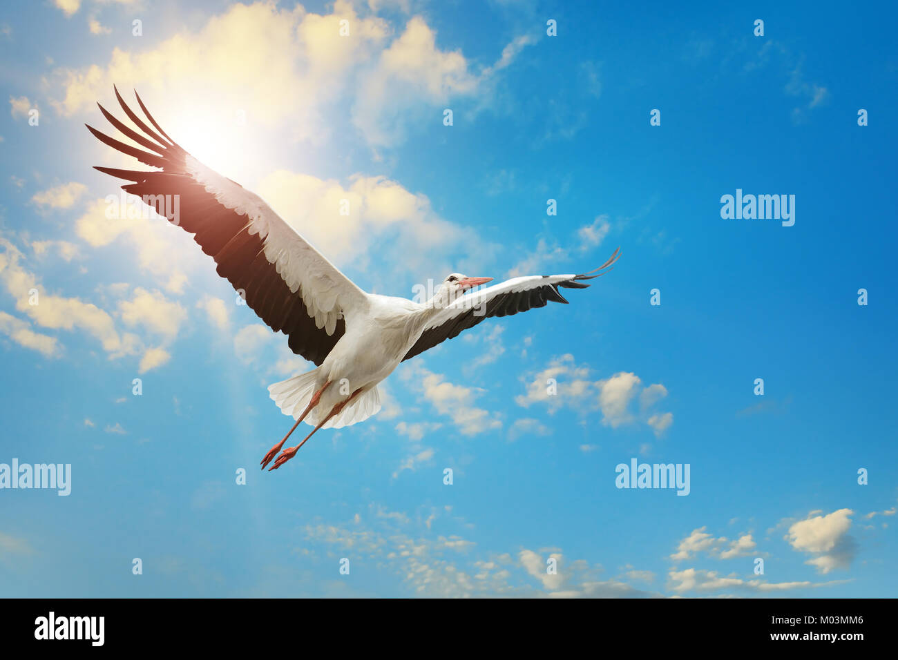 Stork flying silhouette hi-res stock photography and images - Alamy