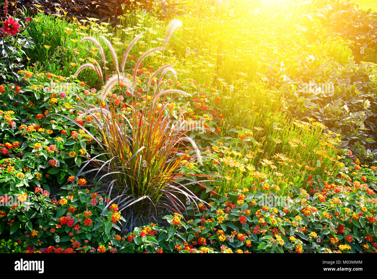Colorful flower bed illuminated by sunlight. Natural background Stock ...