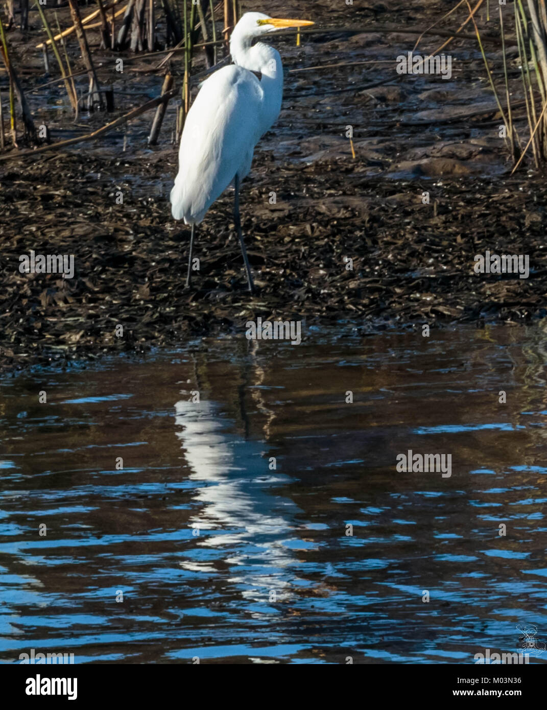 Birds in Flight Stock Photo - Alamy