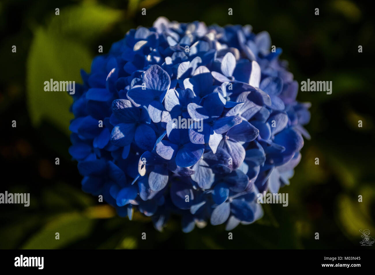 Blue Hydrangea Blossom Up-close Stock Photo - Alamy
