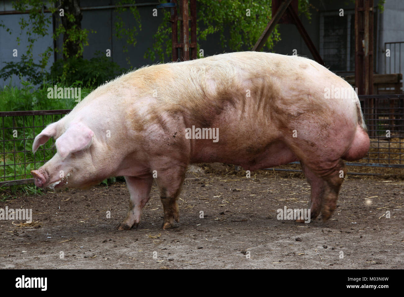 Closeup of mighty domesticated male buck pig against green natural ...