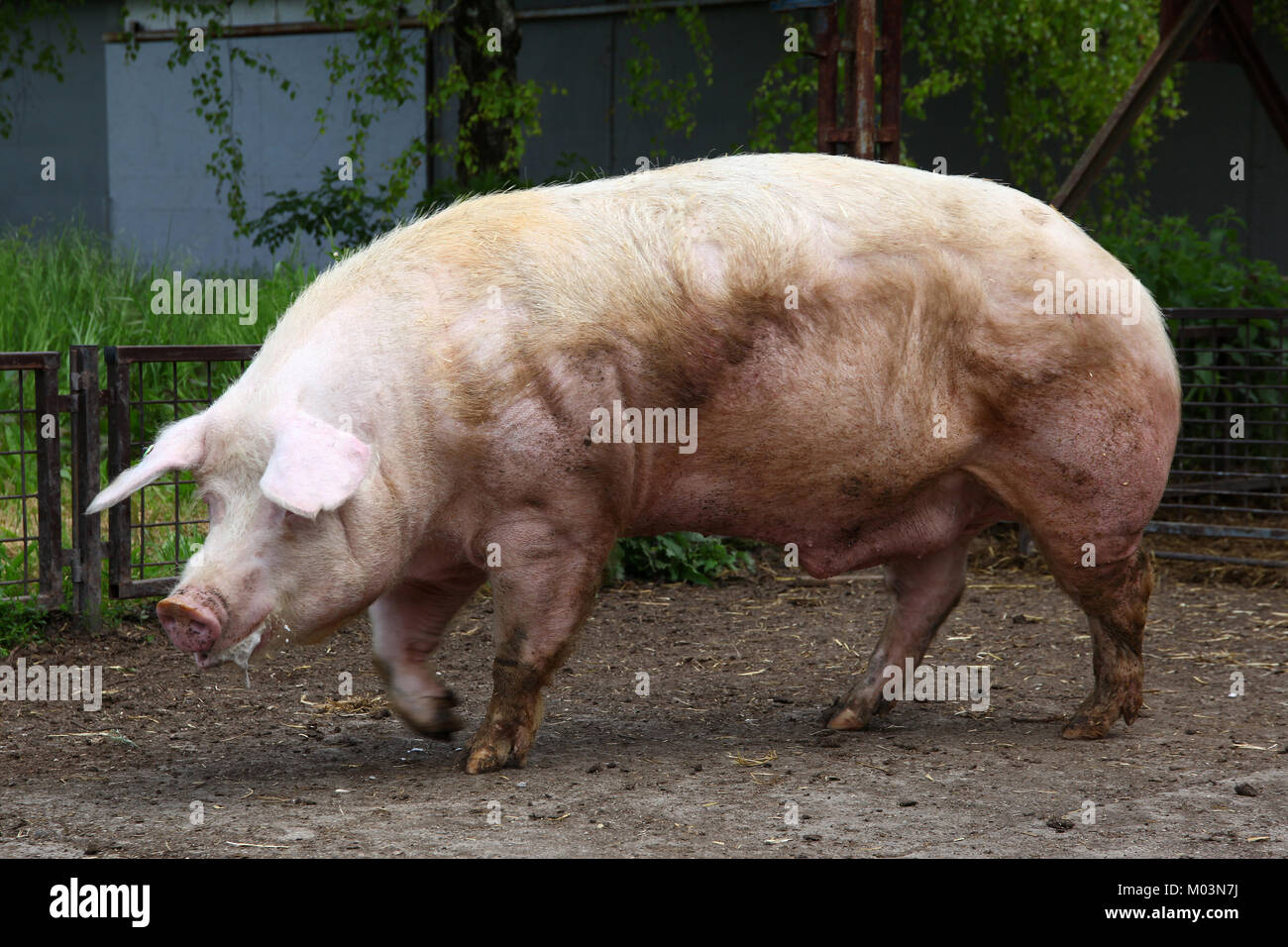 Closeup of mighty domesticated male buck pig against green natural ...