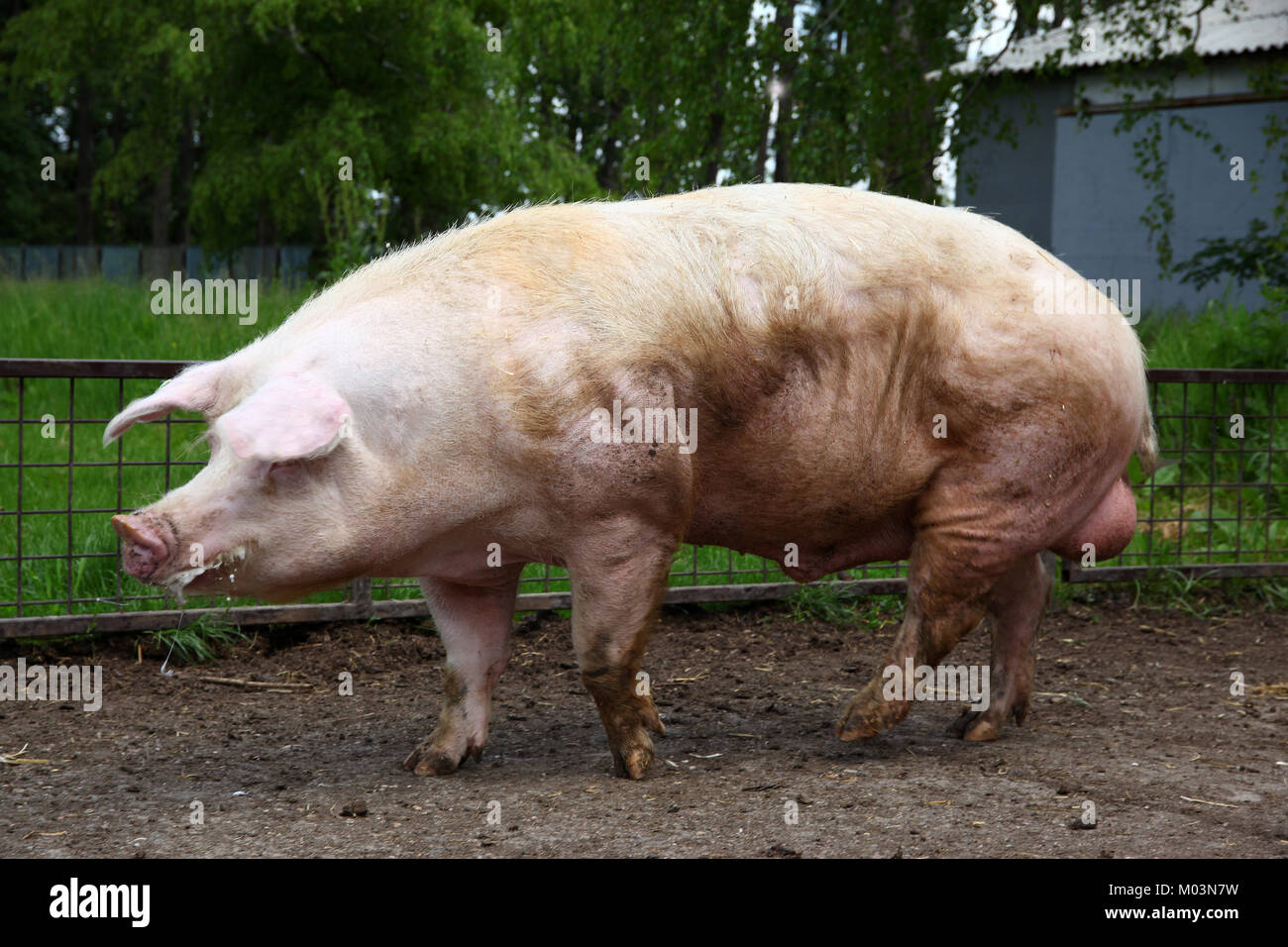 Closeup of mighty domesticated male buck pig against green natural ...