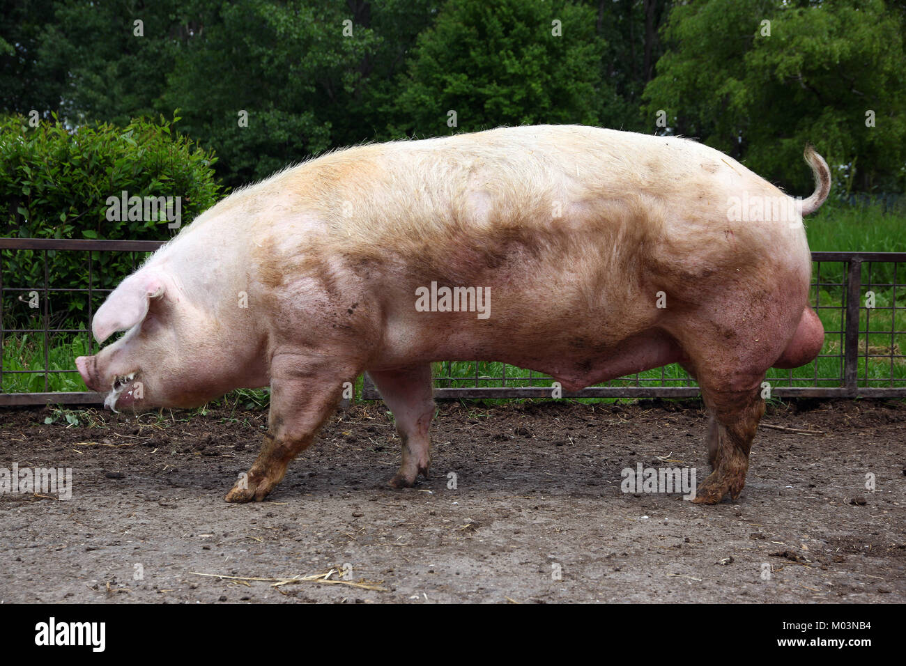 Closeup of mighty domesticated male buck pig against green natural ...