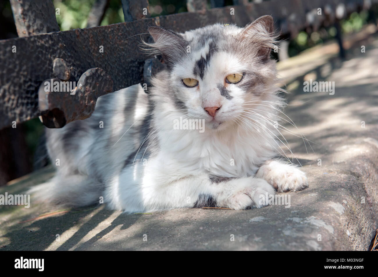 Portrait of tabby cat Stock Photo - Alamy