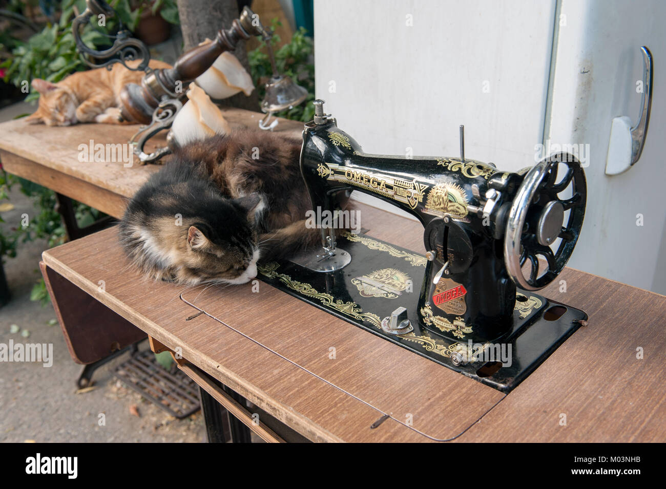 Cats sleeping next to antique sewing machine Stock Photo - Alamy