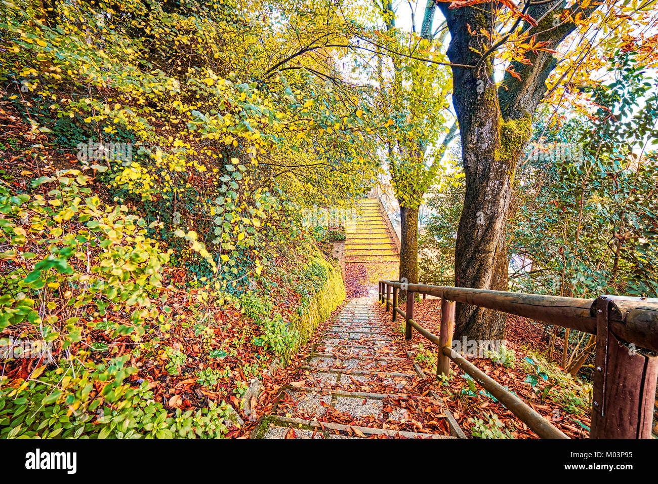 paved path in a green forest landscape setting during the autumn season ...