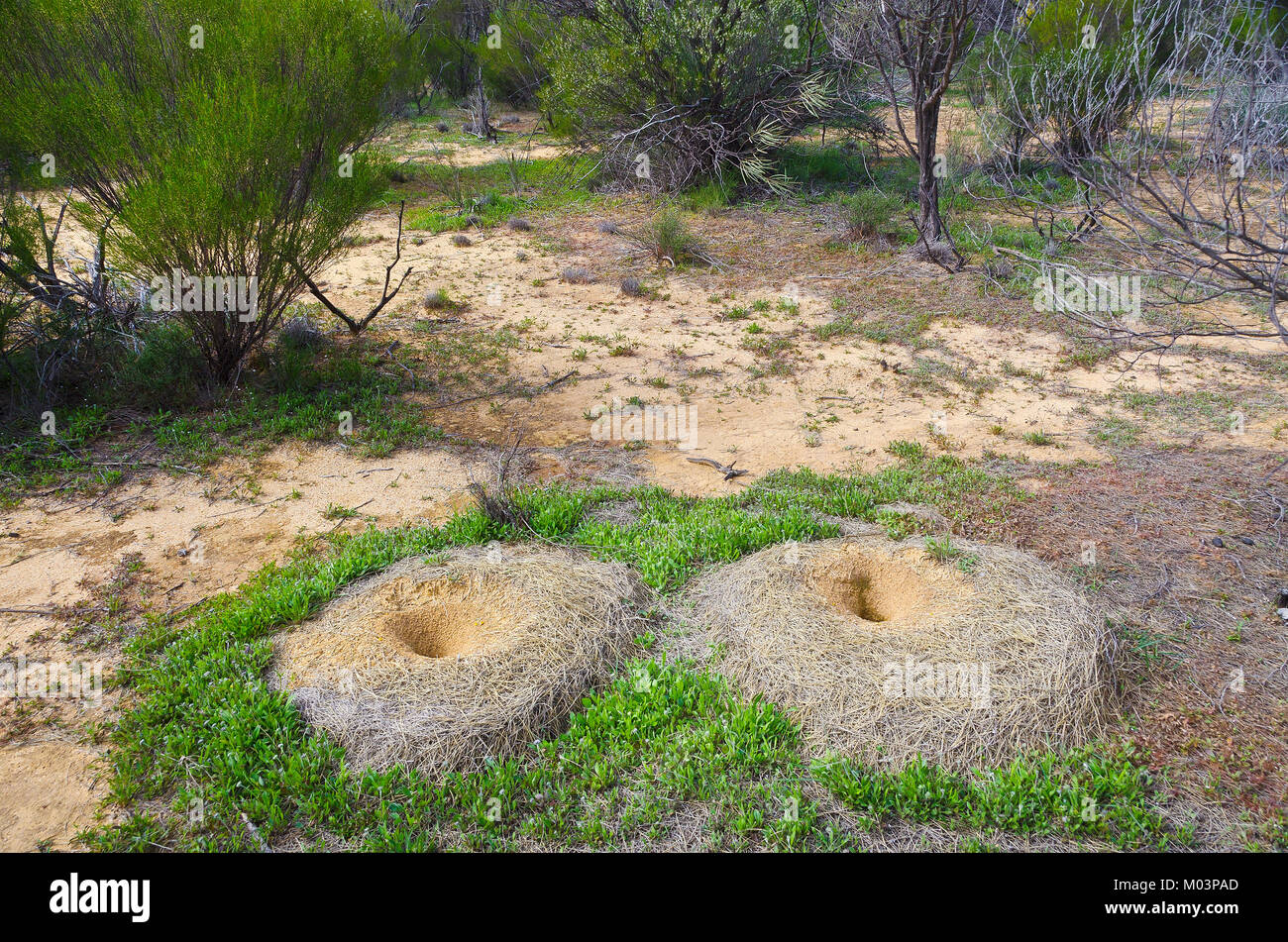 Mulga ants (Polyrhachis macropa) nest Coalseam Conservation Park ...