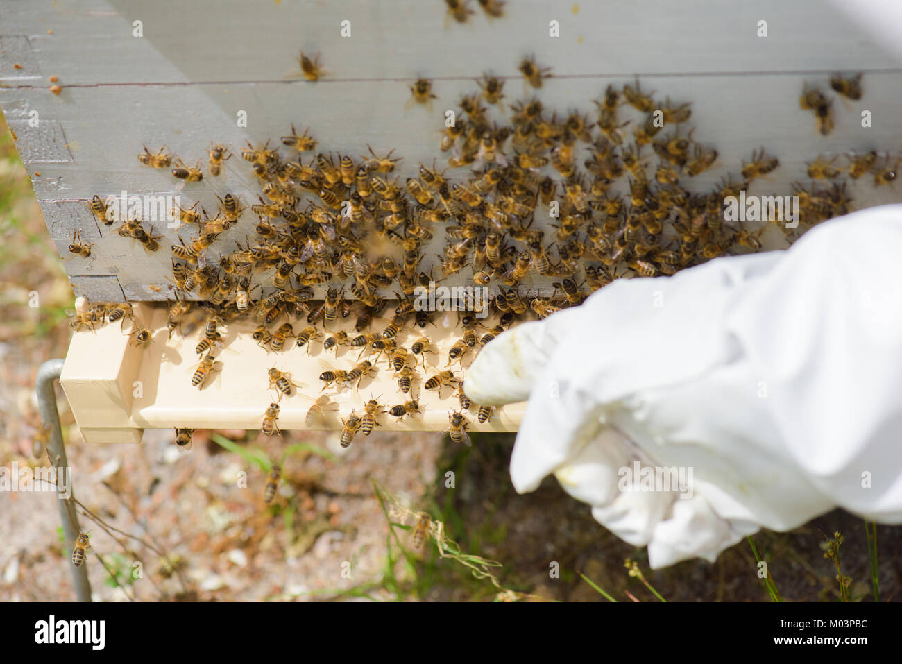 Hand pointing to bees on a hive Stock Photo - Alamy