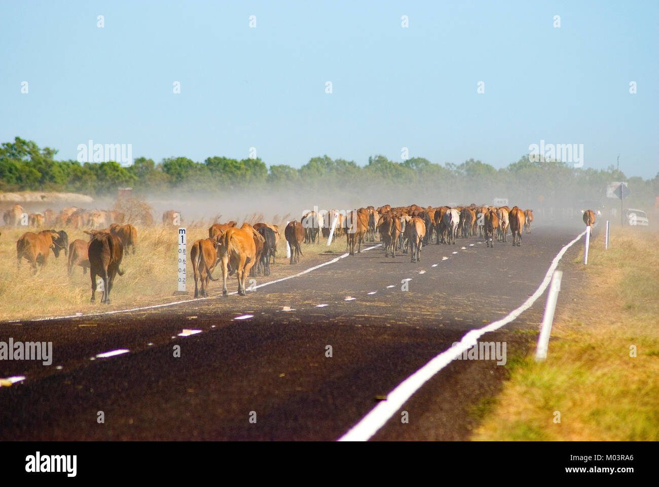 Cattle Mustering, Karumba North Queensland Stock Photo - Alamy