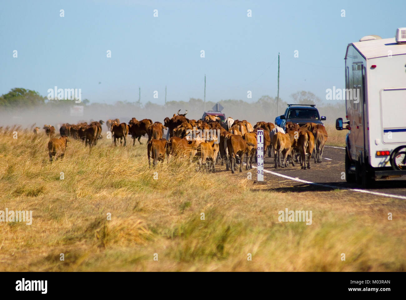 Cattle Mustering, Karumba North Queensland Stock Photo - Alamy