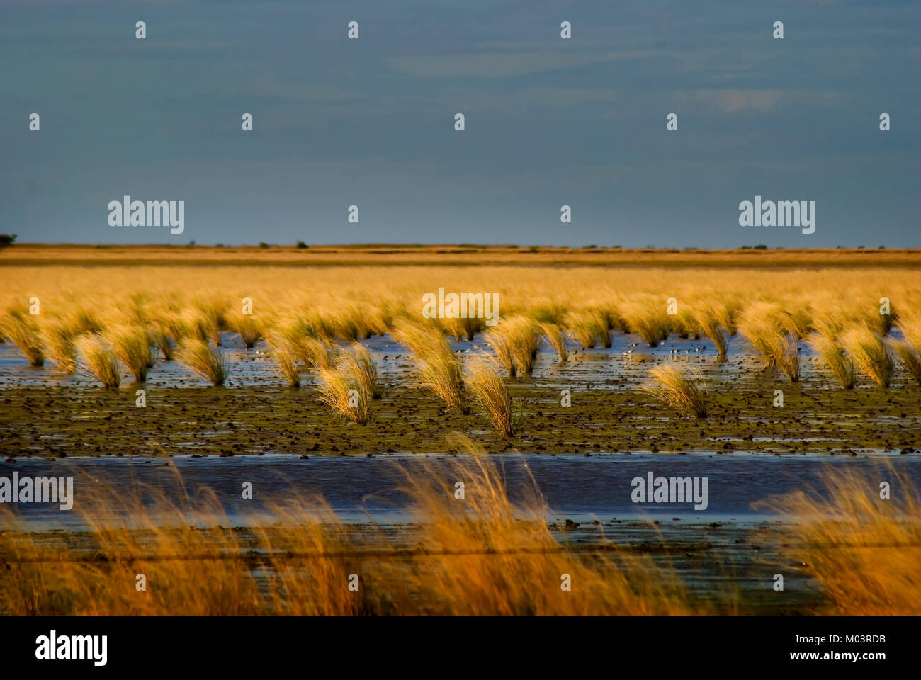 Gulf country hi-res stock photography and images - Alamy