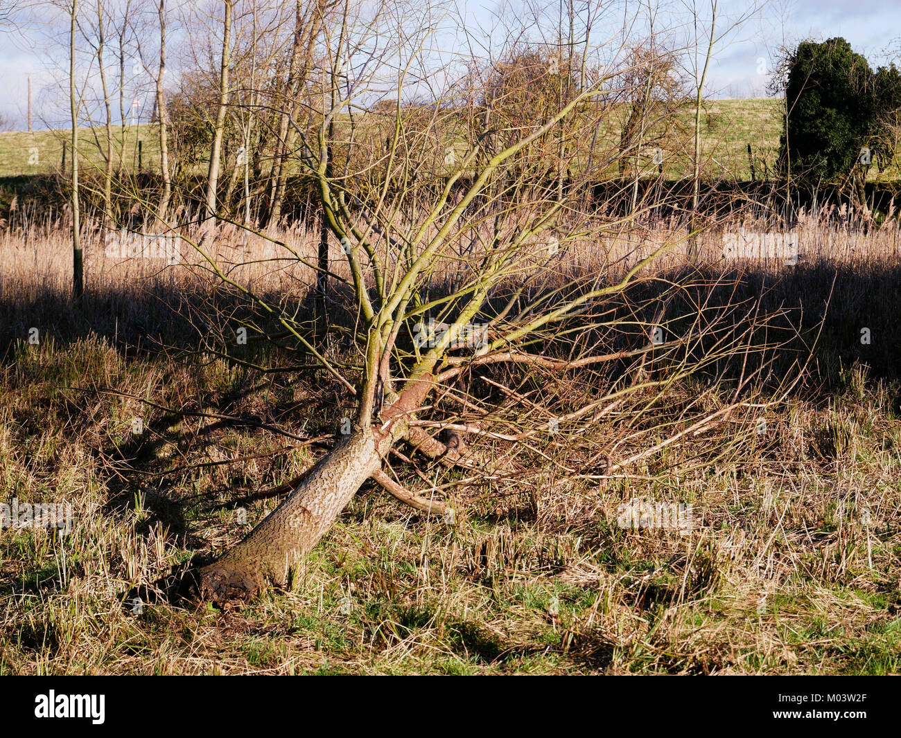 Wind damaged tree hi-res stock photography and images - Alamy