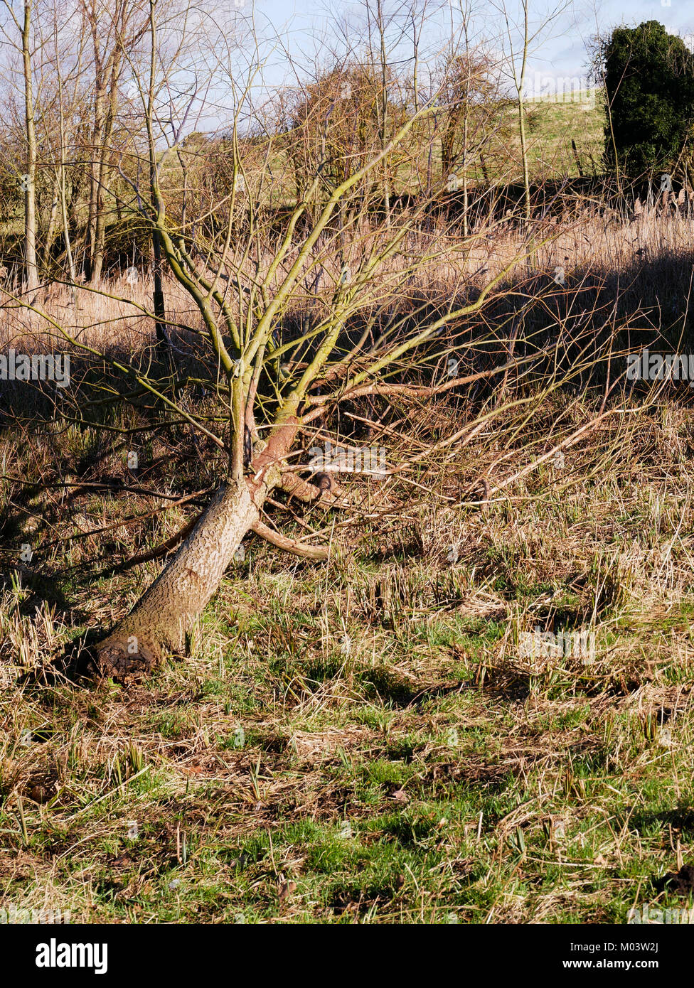 Wind damaged tree hi-res stock photography and images - Alamy
