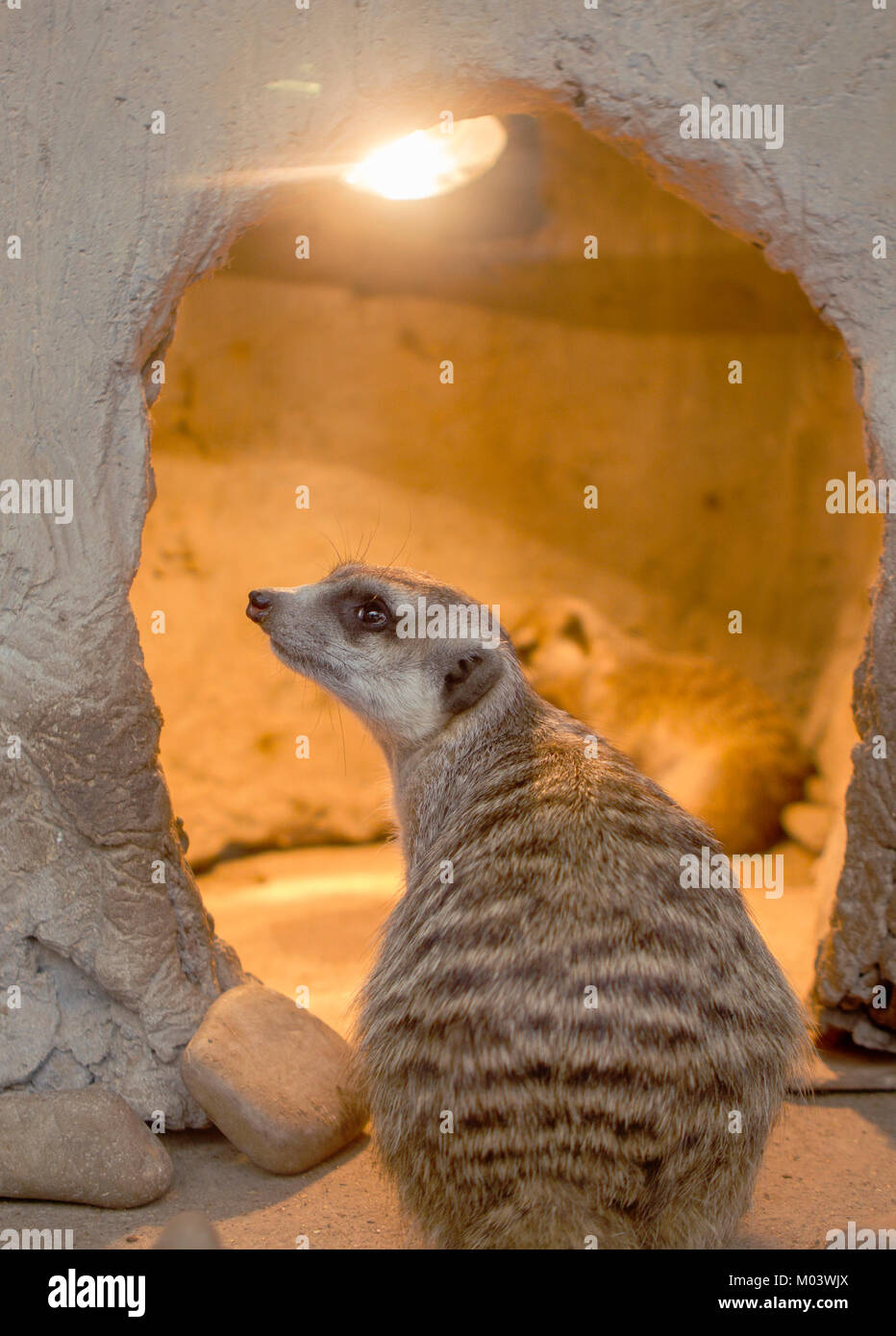 Meerkat cave hi-res stock photography and images - Alamy