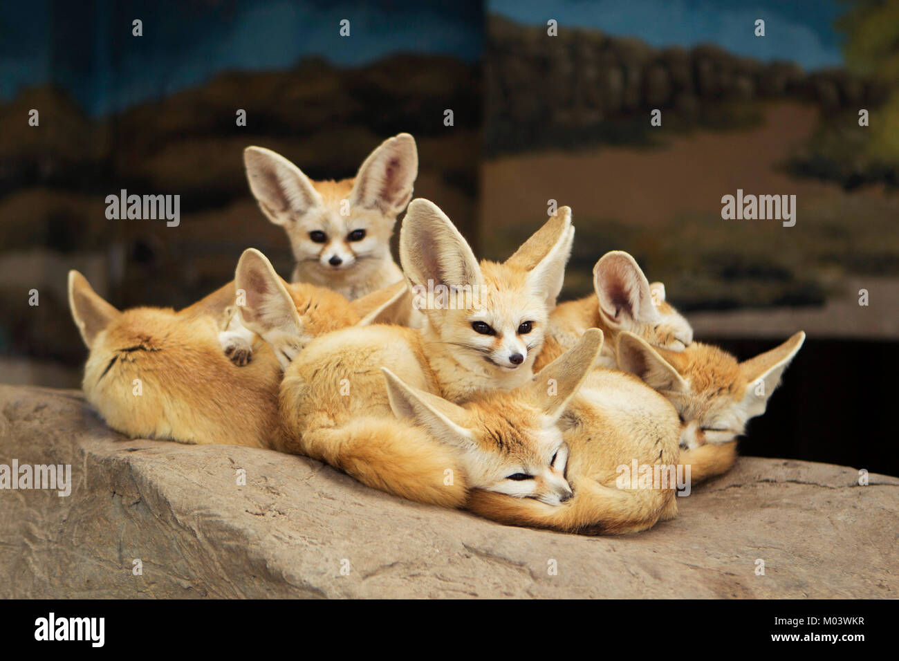 Shanghai, China. 18th Jan, 2018. Photo taken on Jan. 18, 2018 shows ...