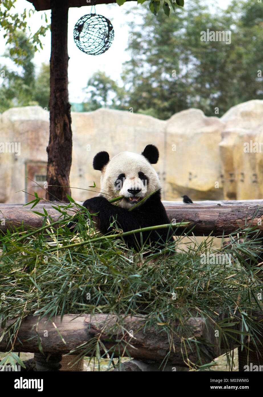 Shanghai, China. 18th Jan, 2018. Giant panda Ya'ao eats bamboo leaves ...