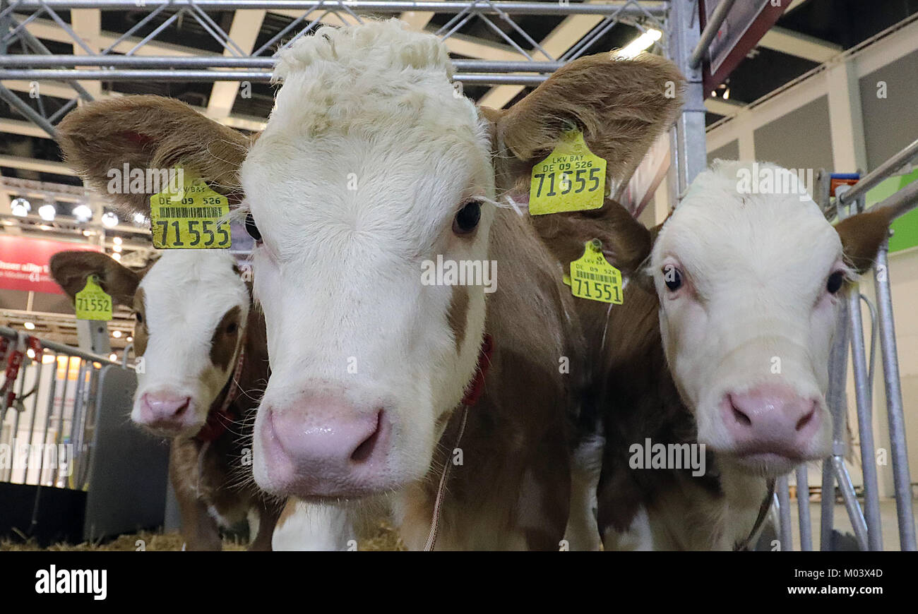 Berlin, Germany. 18th Jan, 2018. German Simmental cattle stand in the ...