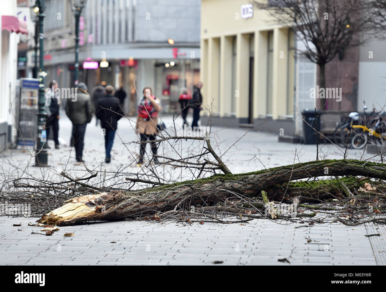 A heavy tree branch was felled by storm "Friederike" in Duesseldorf ...