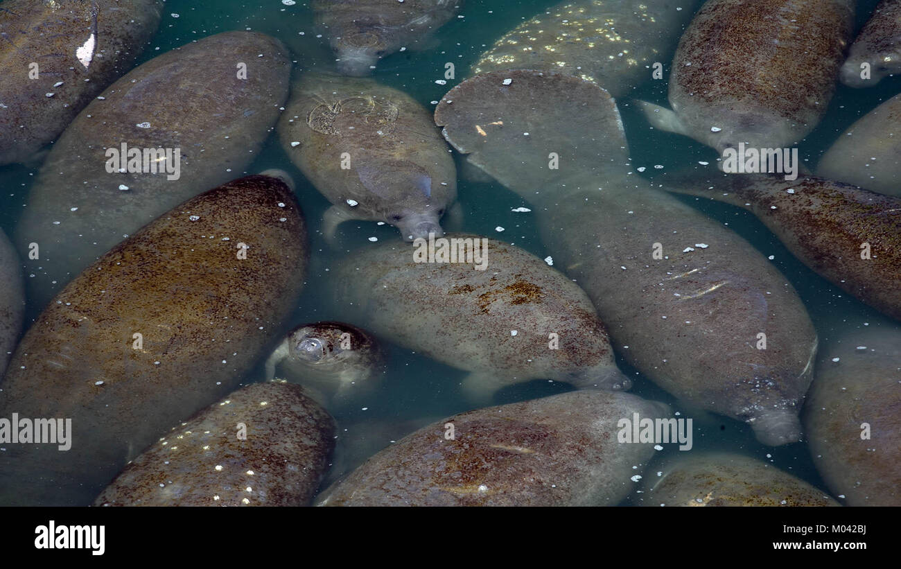 Florida manatee power plant hi-res stock photography and images - Alamy