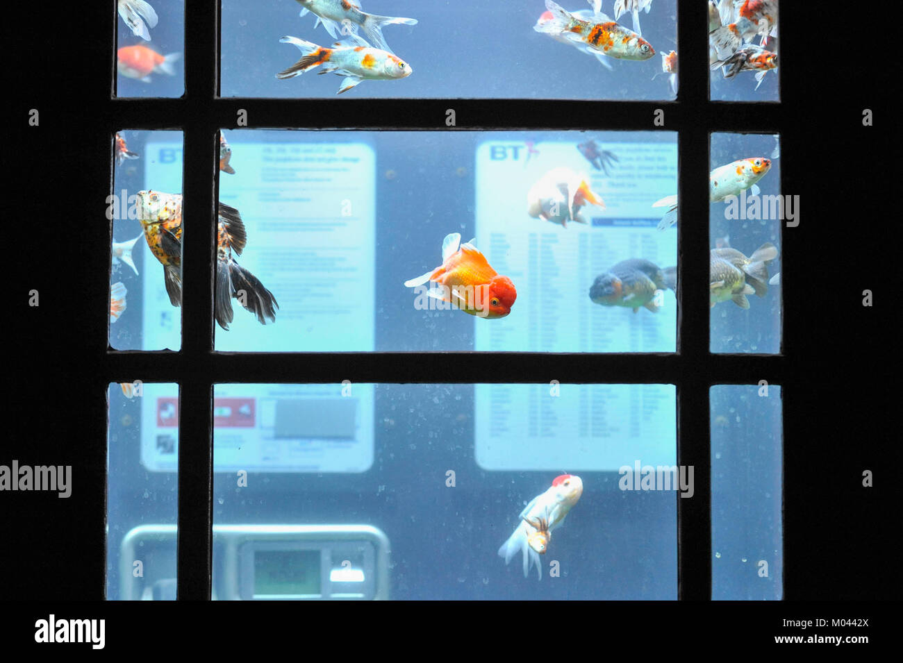 Telephone box aquarium hi-res stock photography and images - Alamy