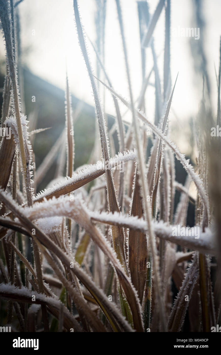 Dead grass stems hi-res stock photography and images - Alamy