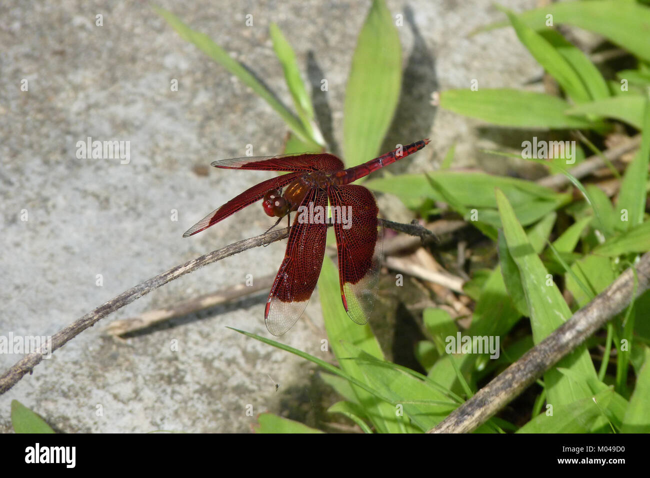 Red Grasshawk (Neurothemis fluctuans), Flores, Indonesia Stock Photo ...