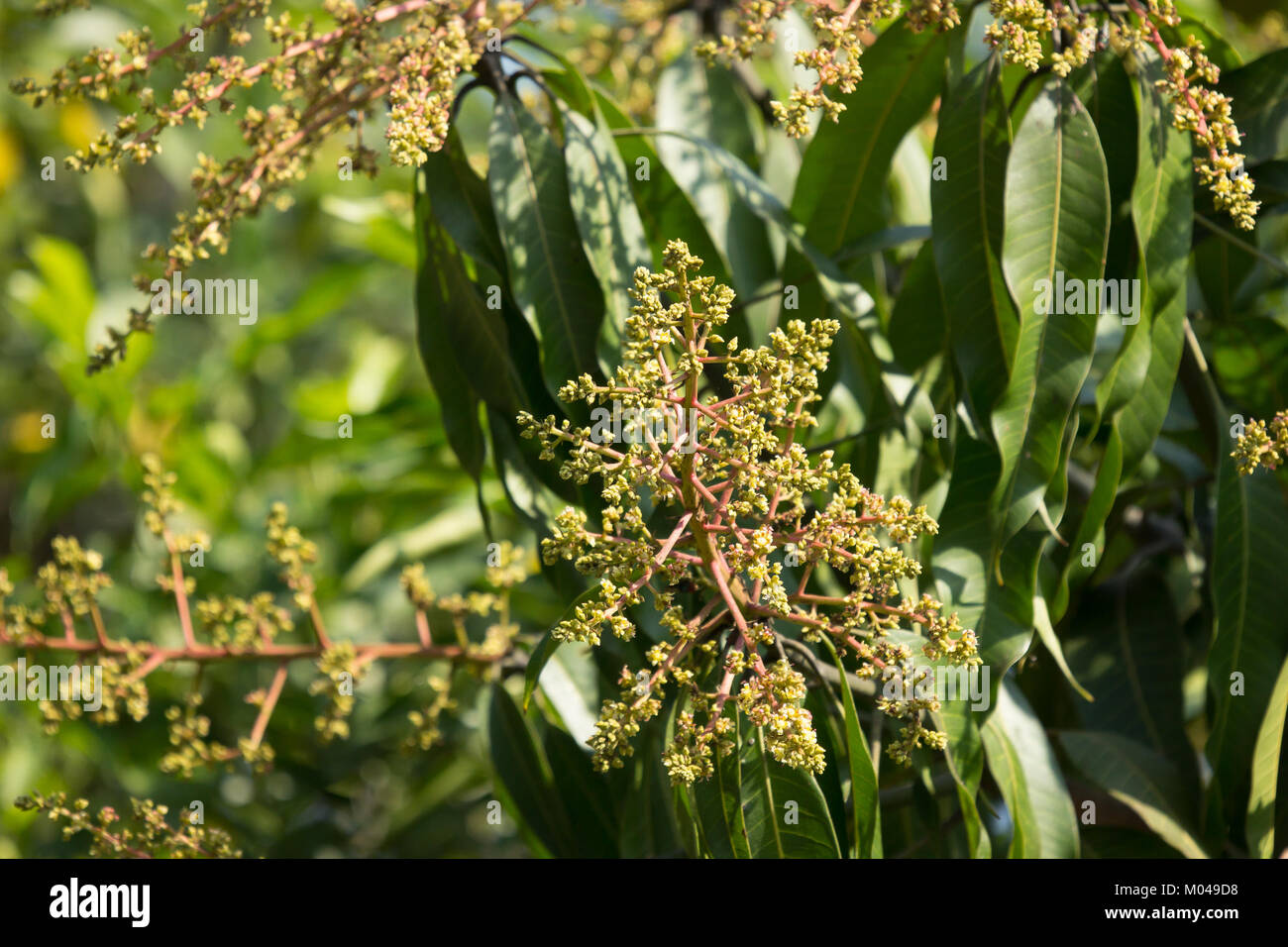 Mango blossoms hi-res stock photography and images - Alamy