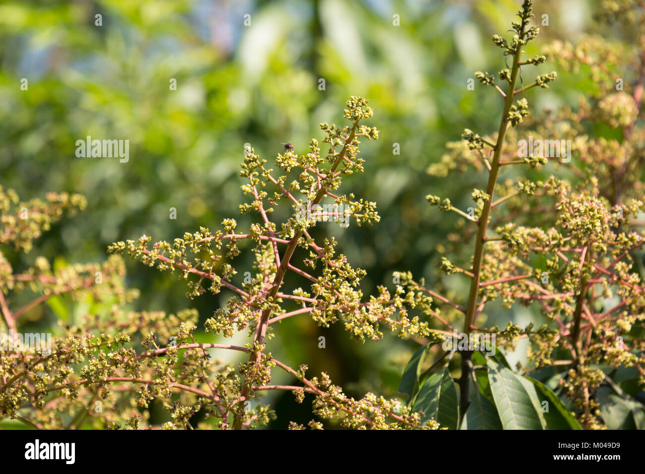 Mango blossoms hi-res stock photography and images - Alamy