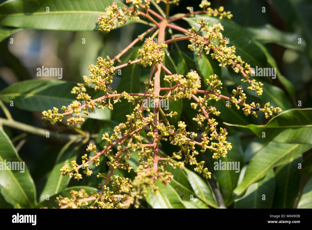 Close up of Mango tree blossoms of Mango flower Stock Photo - Alamy